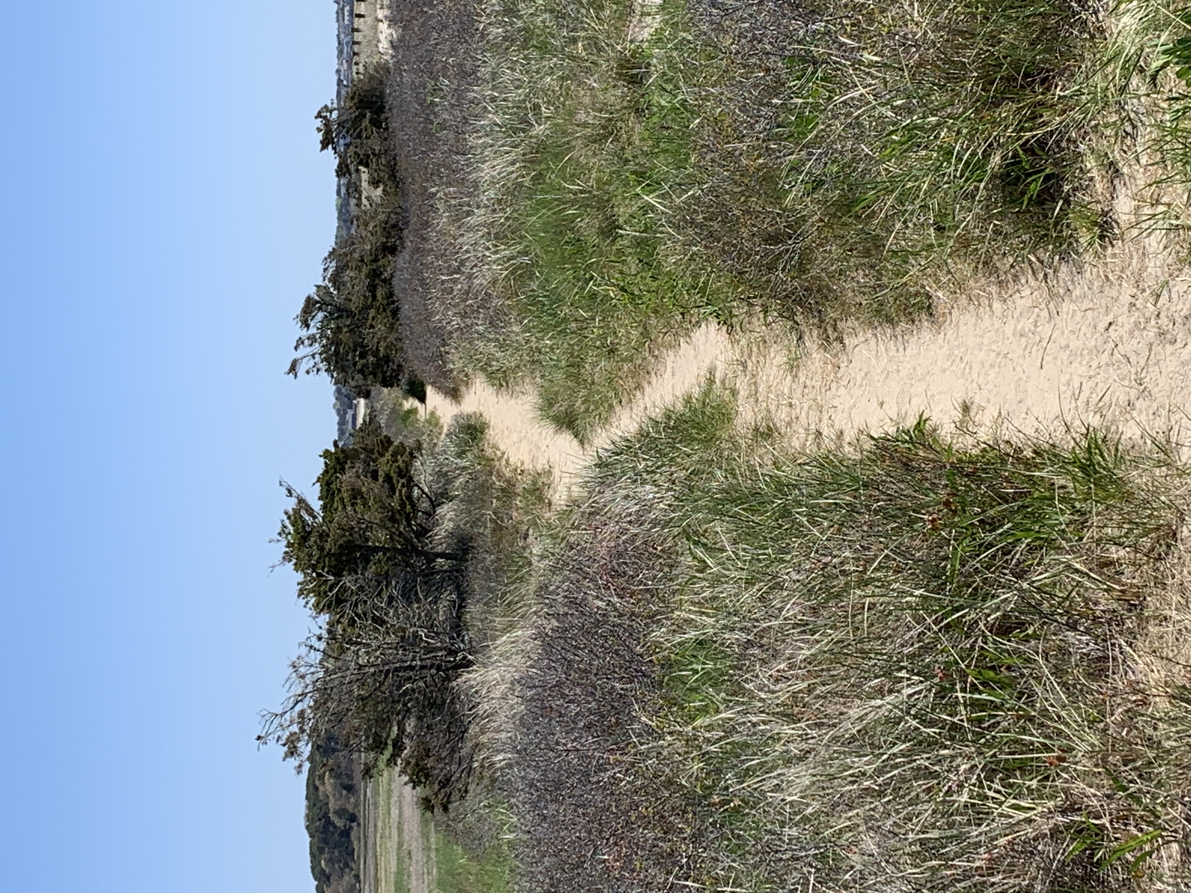 Sandy Path – HappyCapeCod
